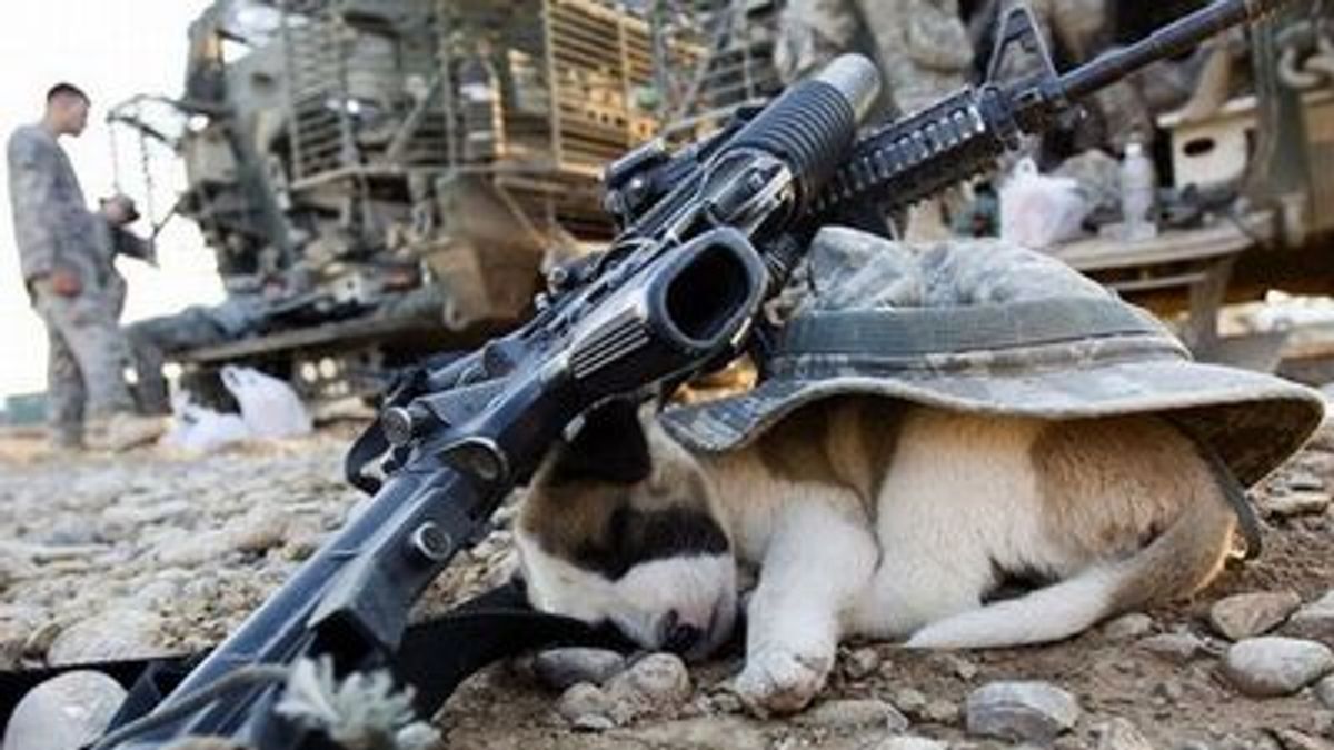 EMOTIONANT! Soldati, pisici si catei, in spatele frontului! SUPER ...