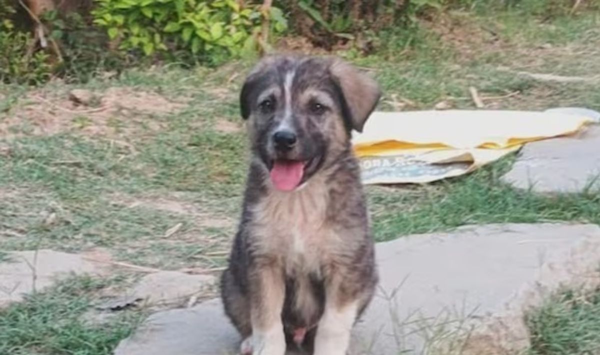 Un pui de câine a devenit erou după ce a salvat de la moarte zeci de ...