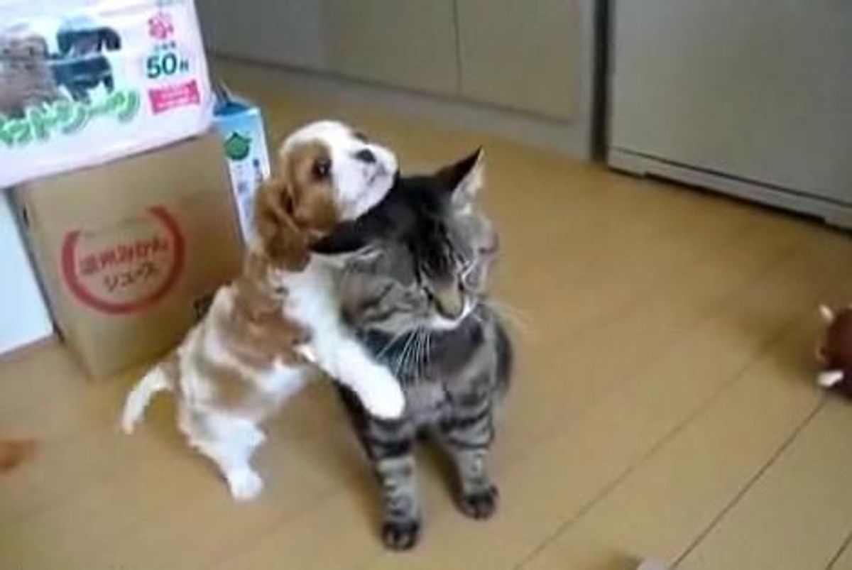 CE DRAGUT! Un catelus ii face masaj prietenei sale, o pisica: | PRO TV