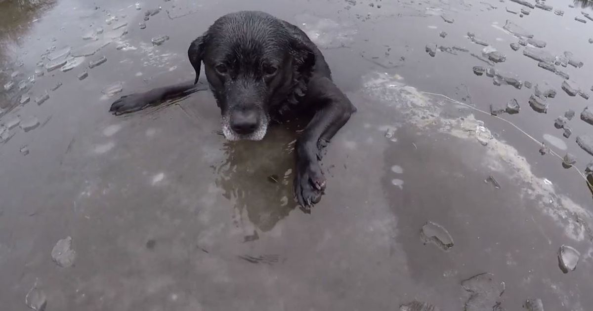 Si-a riscat viata pentru a salva un caine blocat in mijlocul unui lac ...