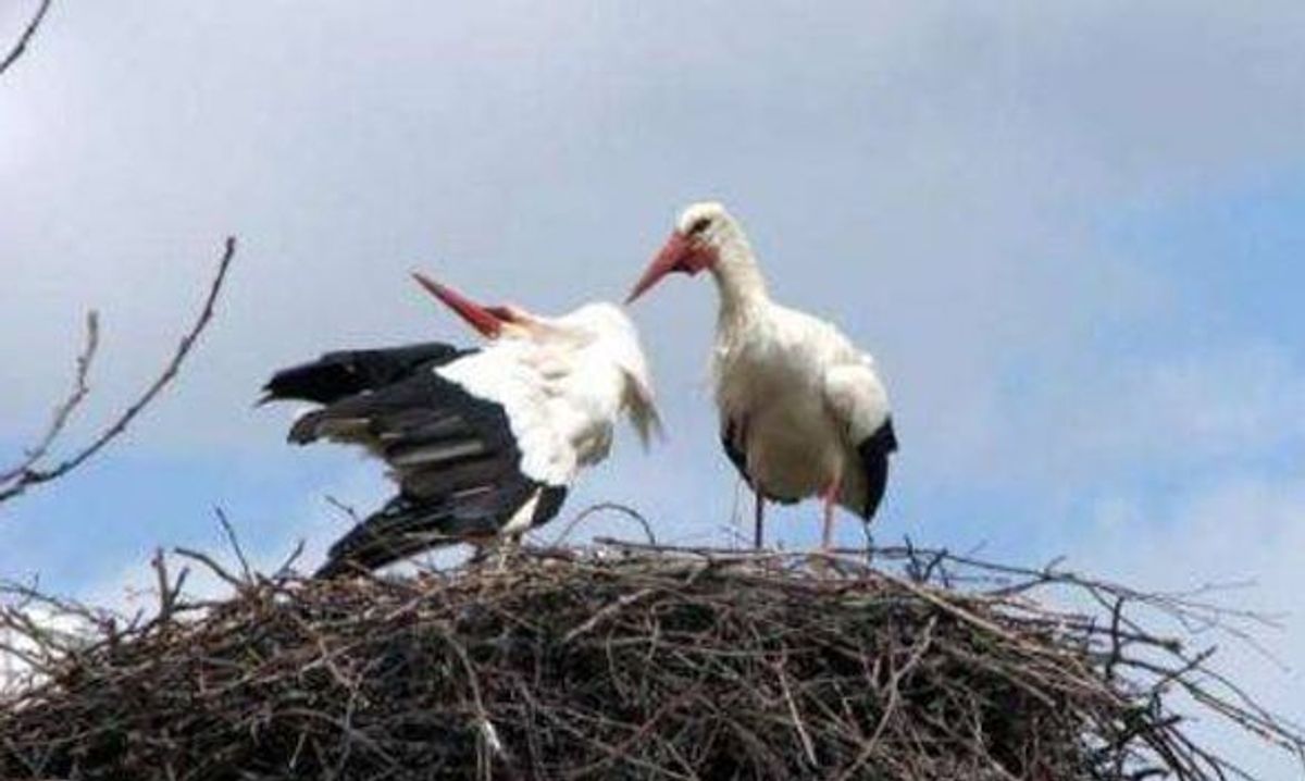 Povestea de dragoste care a induiosat planeta: Calatoreste 13.500 ...