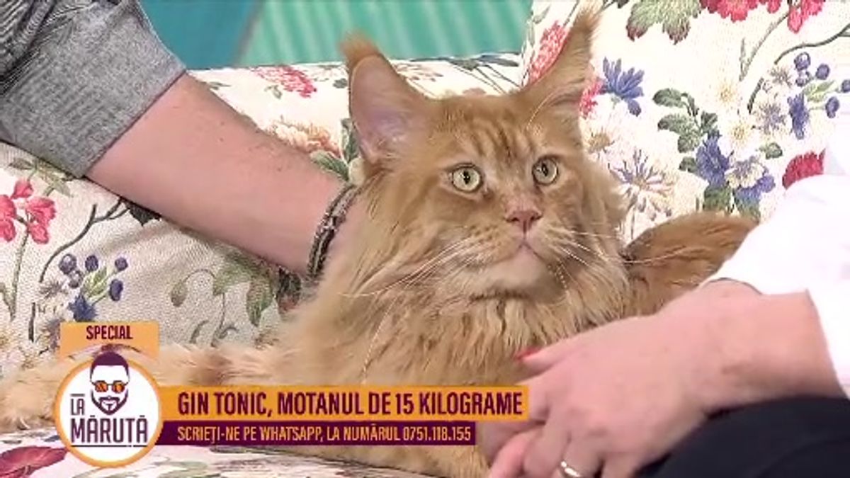Gin tonic, motanul de 15 kilograme | Scene si bonusuri din La Măruță ...