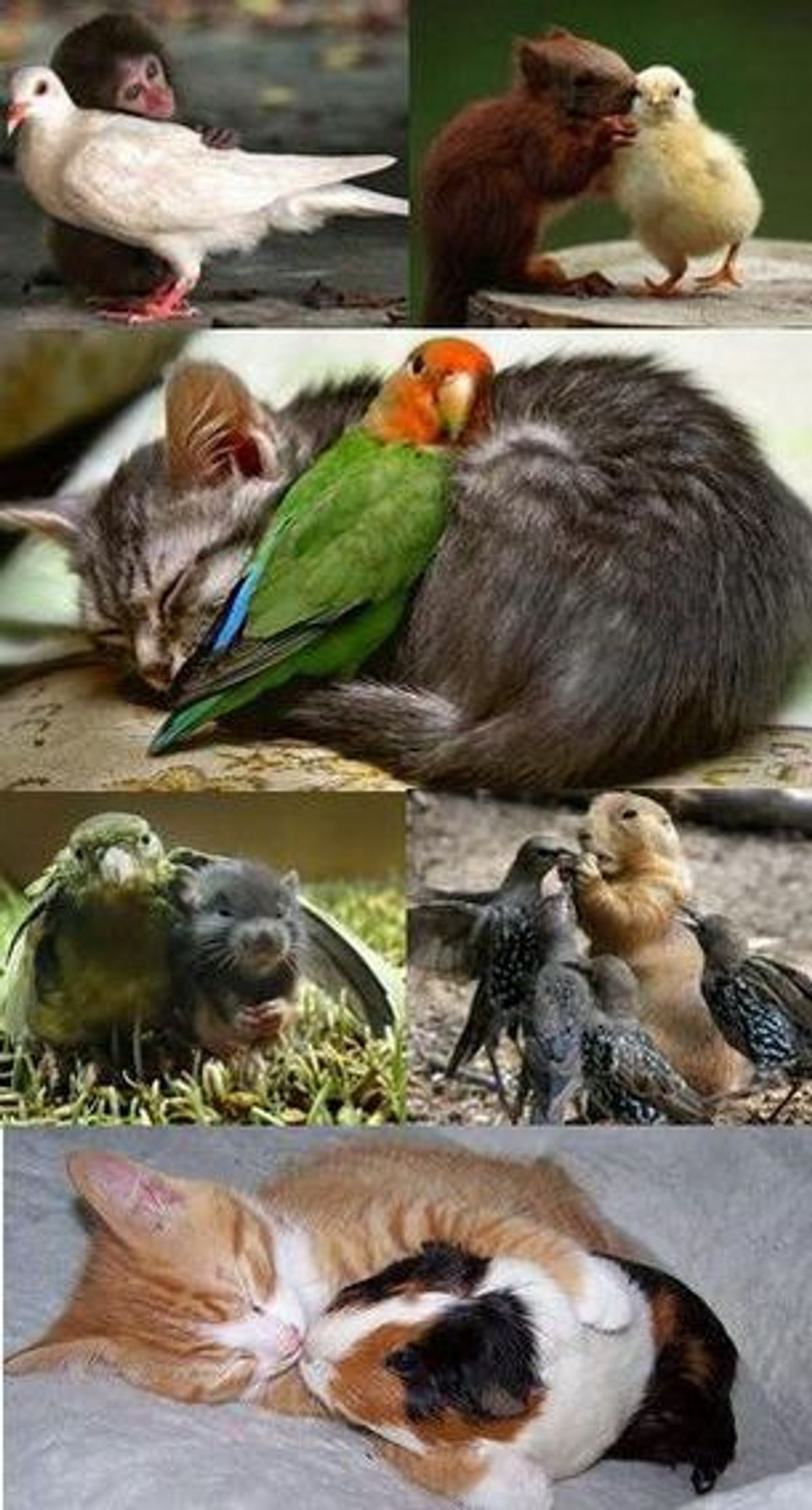 Prietenii intre animale: GALERIE FOTO | PRO TV