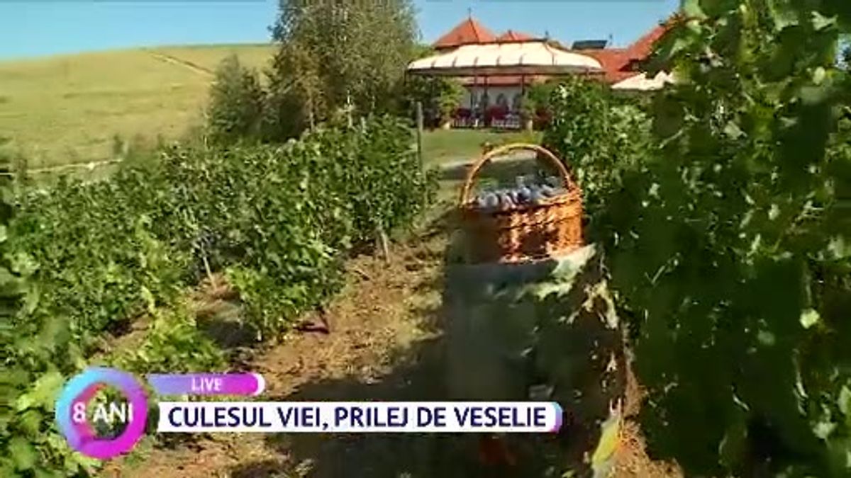 Culesul viei, prilej de veselie | Scene si bonusuri din Vorbește Lumea ...