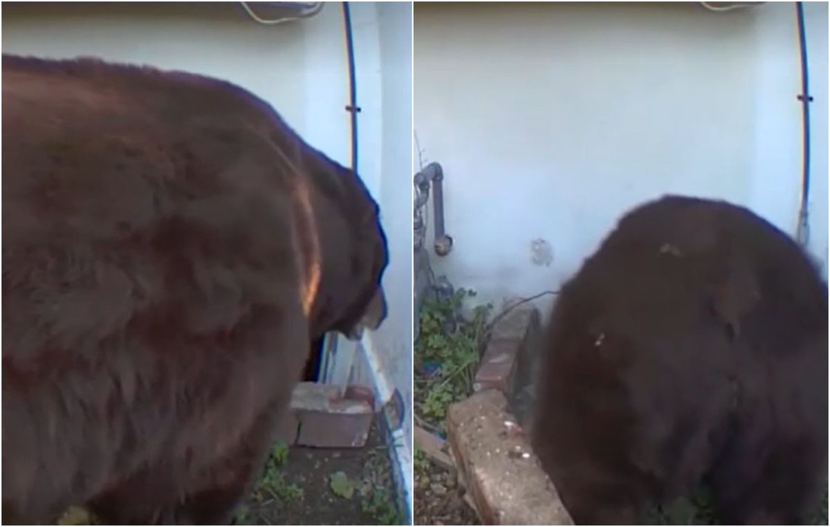 Un urs de 250 de kilograme și-a făcut bârlog sub locuința unei familii ...