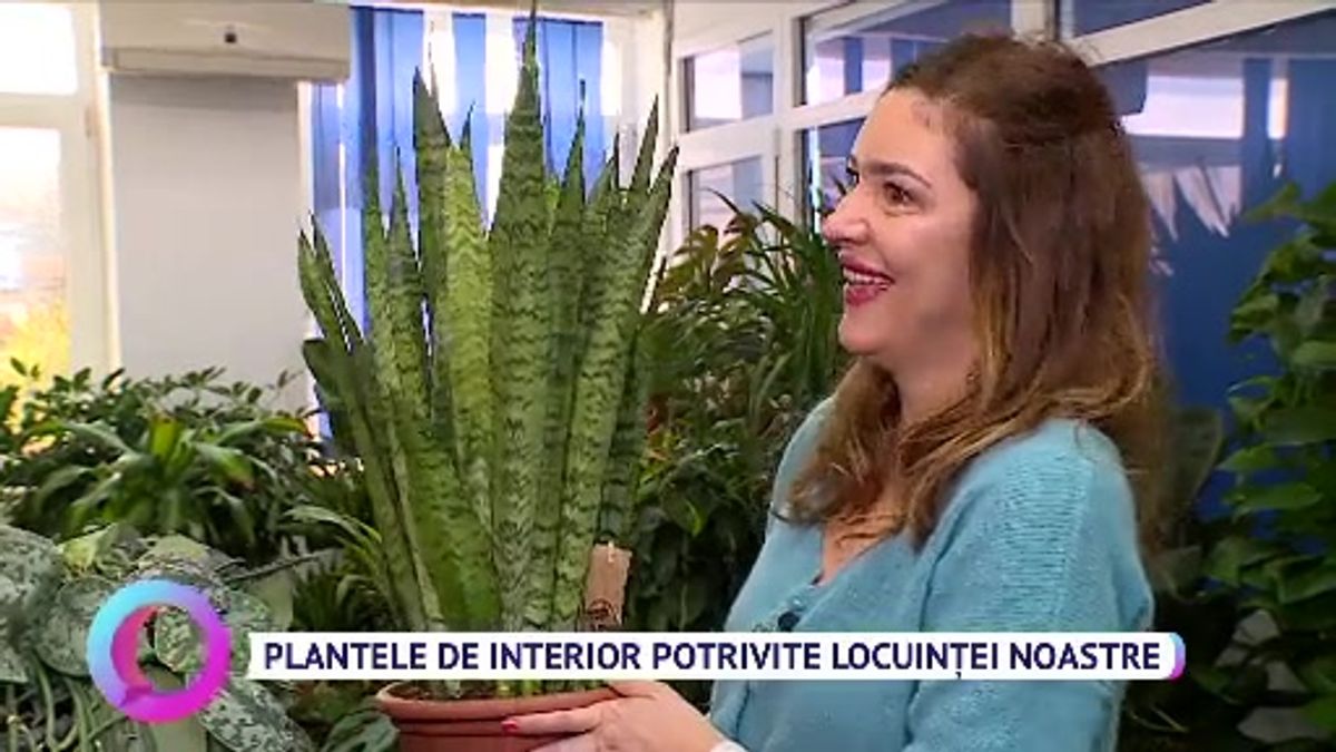 Plantele de interior potrivite locuinței noastre | Scene si bonusuri din Vorbește Lumea | PRO TV