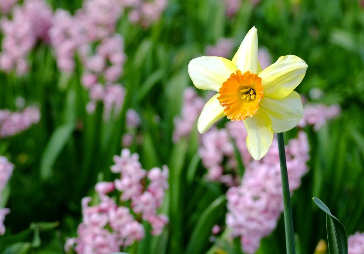 Dragobetele, sarbatoarea romaneasca a iubirii, autentica si veche de ...