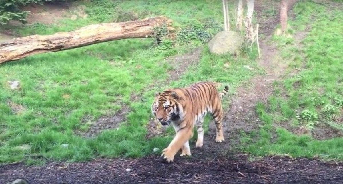 Imagini de la o Gradina Zoologica! Au pornit camera cand au vazut ca se ...