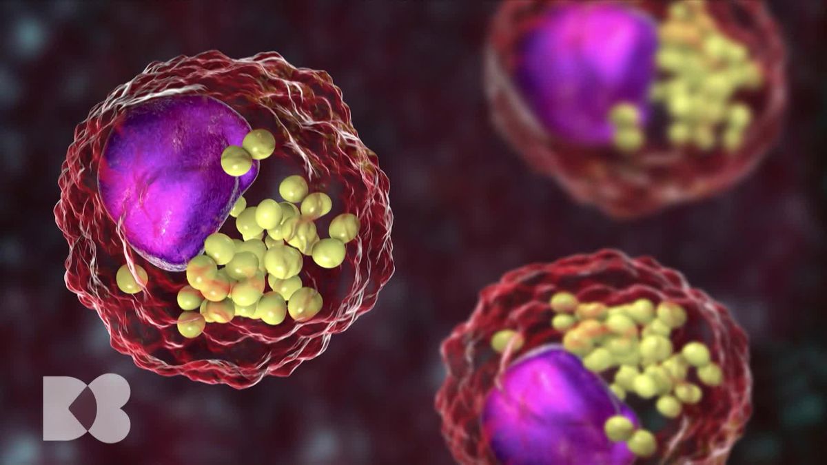 Doctor de Bine - Ce impact au hormonii de stres asupra organismului ... Doctor de Bine - Ce impact au hormonii de stres asupra organismului ...