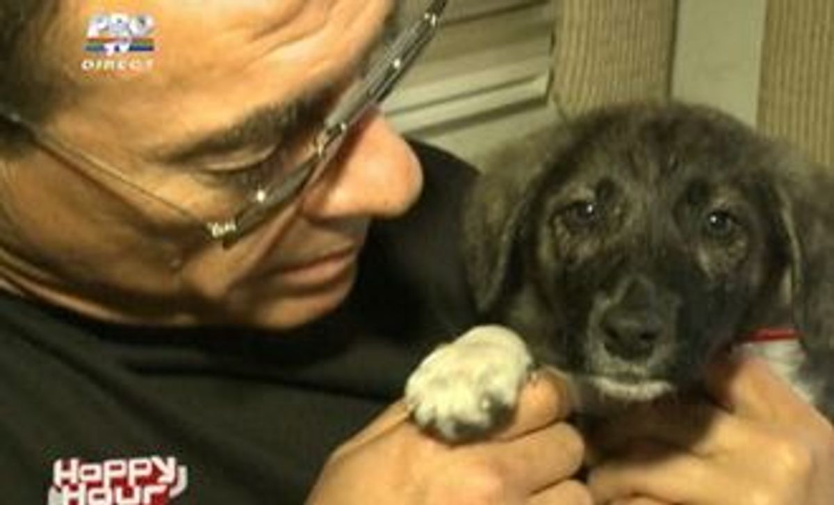 Van Damme creste cincisprezece catei si mai adopta o catelusa din ...