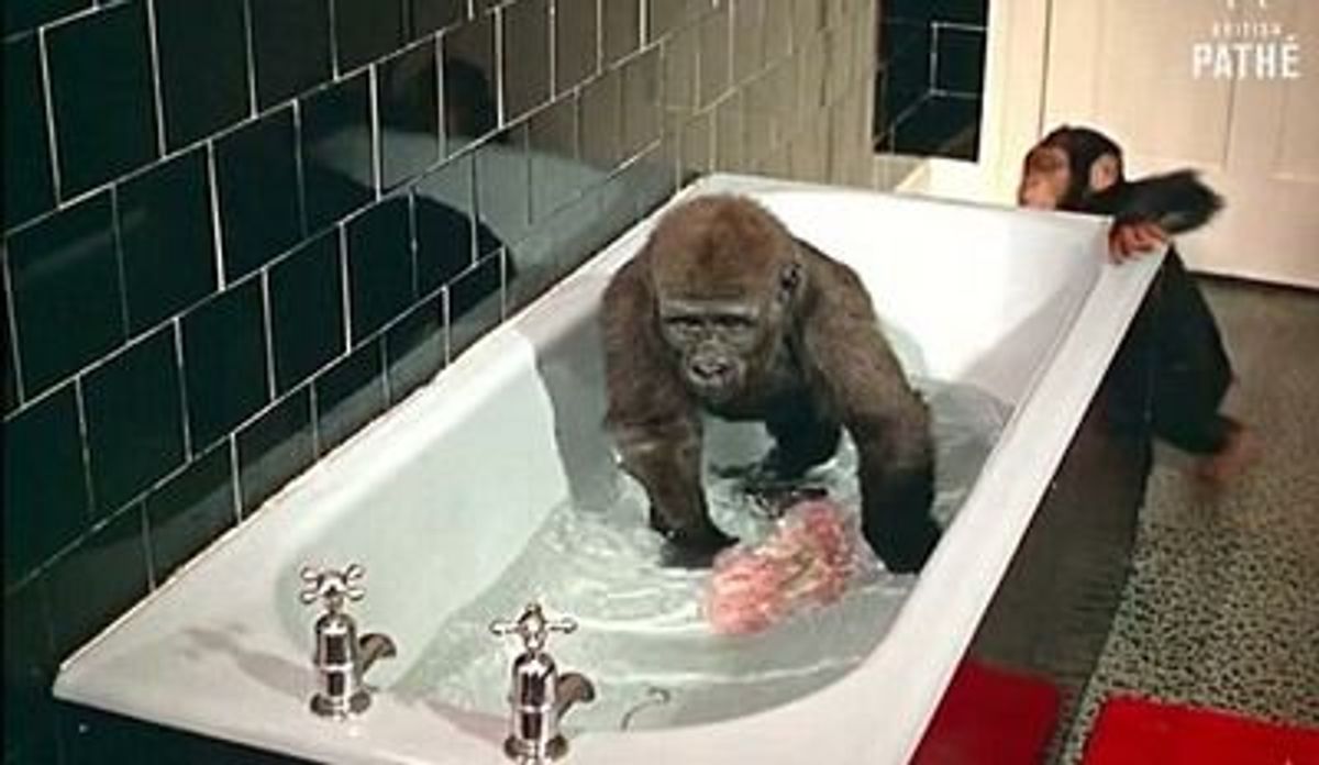 Cel mai amuzant clip cu un pui de gorila care face baie! :) VIDEO | PRO TV