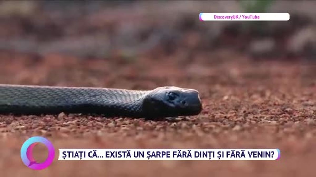 Știați că... există un șarpe fără dinți și fără venin? | Scene si ...