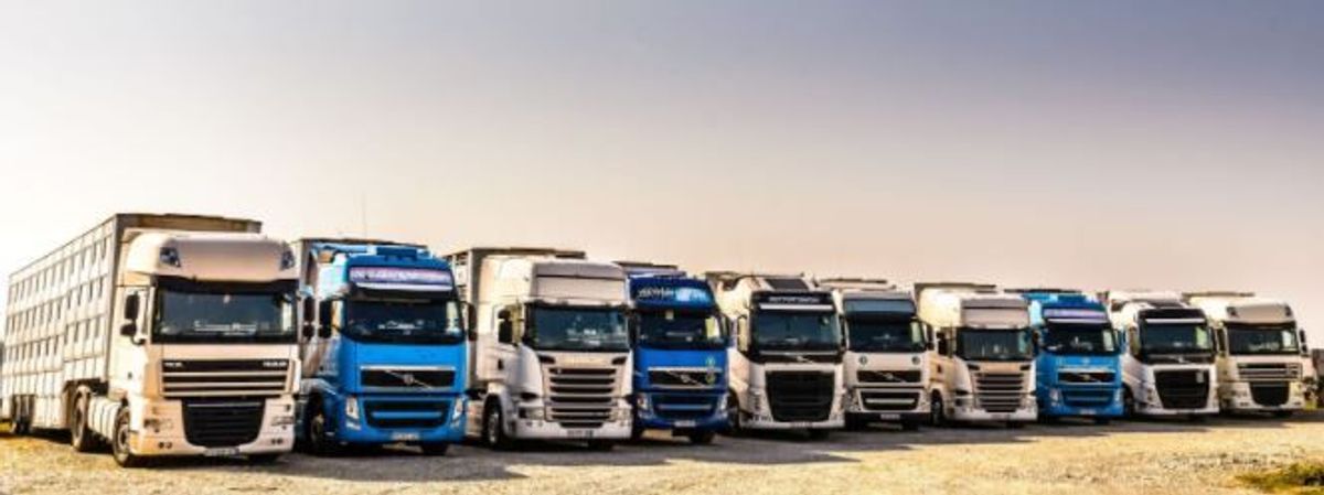 (P) Transport animale profesionist, rapid si ieftin doar la ...