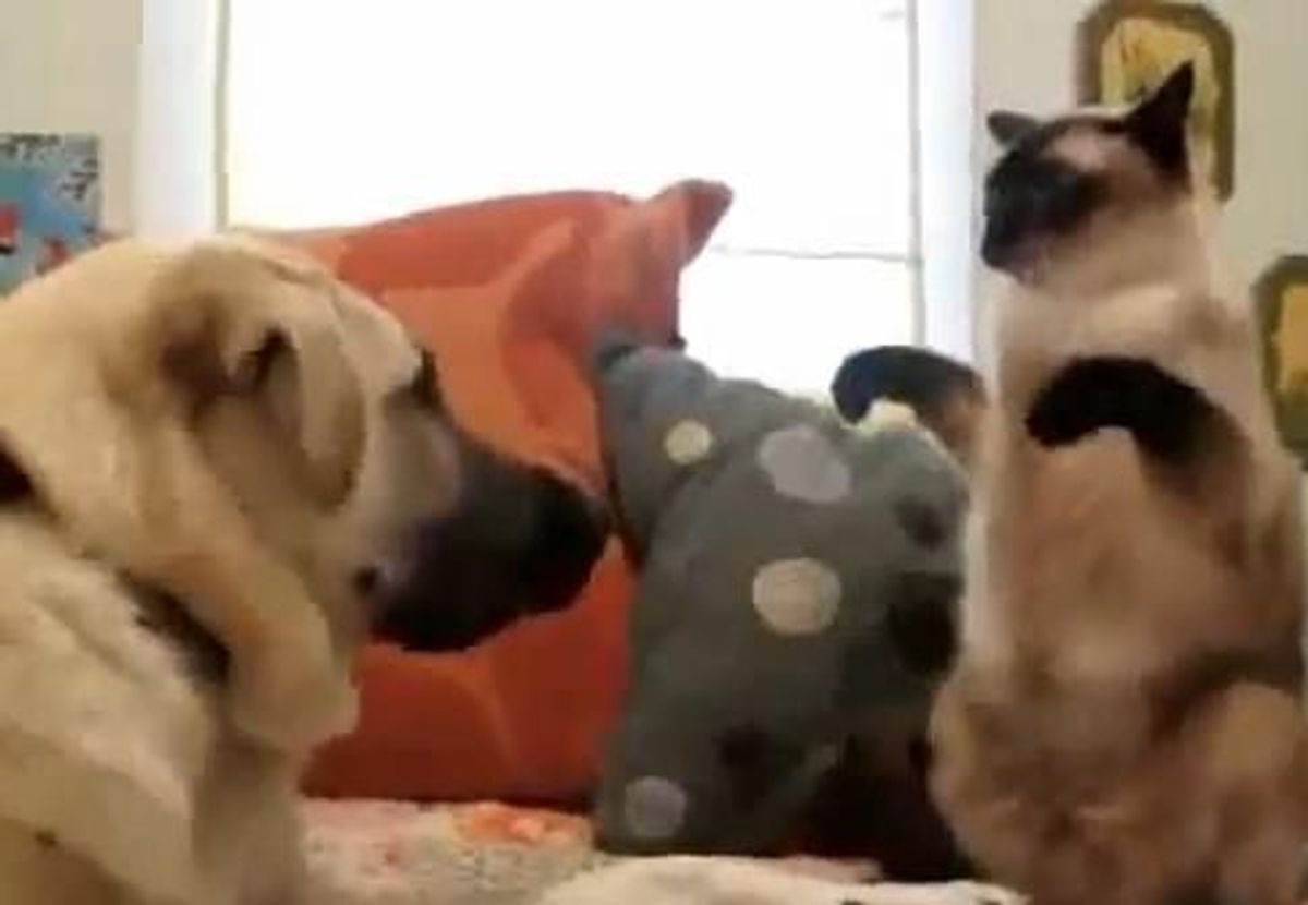 Croseu de dreapta, croseu de stanga. Cum il obliga o pisica pe un caine ...