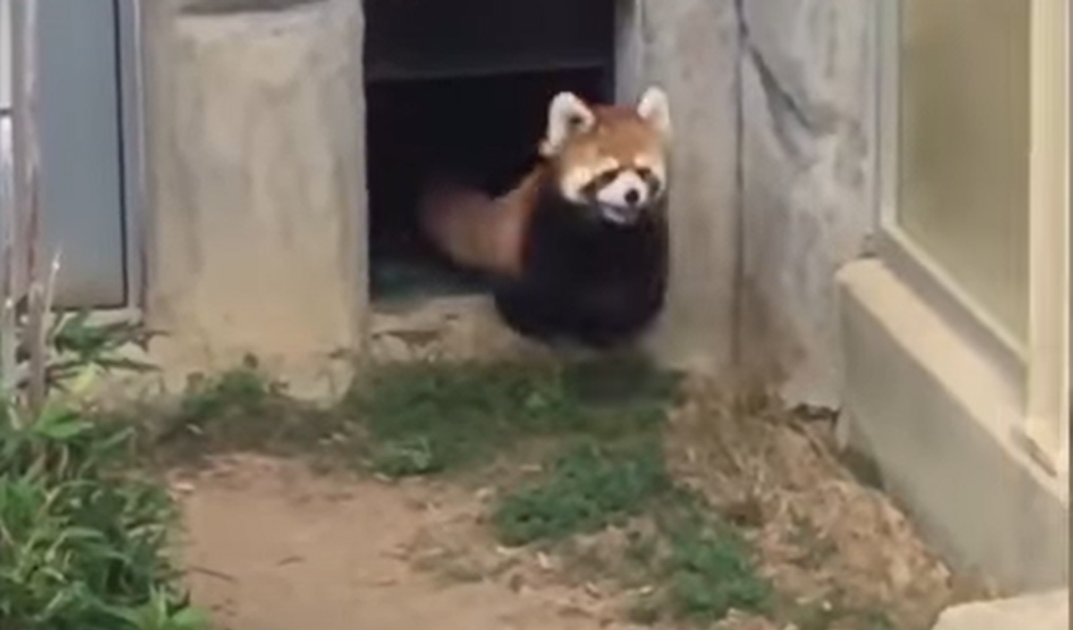 VIDEO VIRAL - Cum a reacționat un pui de panda roșu după ce s-a speriat ...