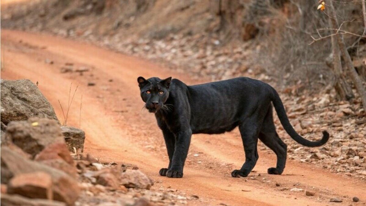 Ironii și glume după ce pantera neagră de la bulgari a fost zărită în ...