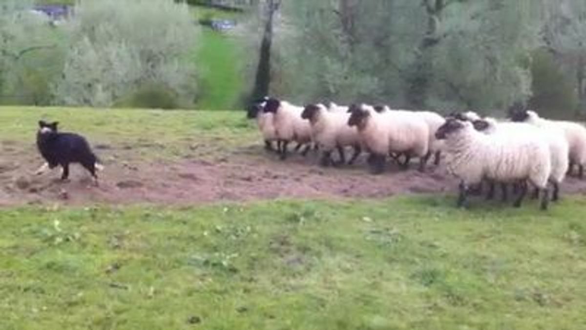 INCREDIBIL - Cainele care se teme de oi! SUPER VIDEO | PRO TV