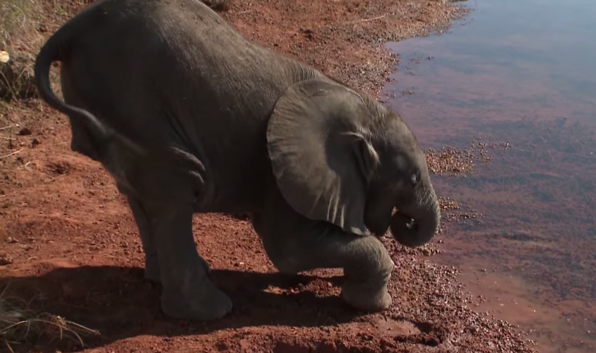 Ce s-a intamplat cu un pui de elefant abandonat de mama. Povestea ...