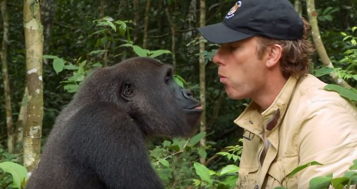 A crescut un pui de gorila ca pe propriul sau fiu, iar apoi i-a redat ...