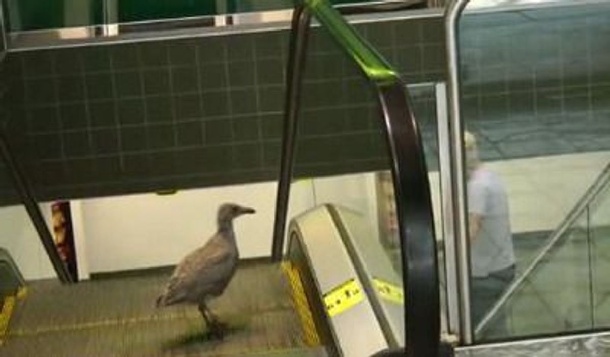 Un pescarus a fost filmat cand incerca sa coboare pe scara rulanta a ...