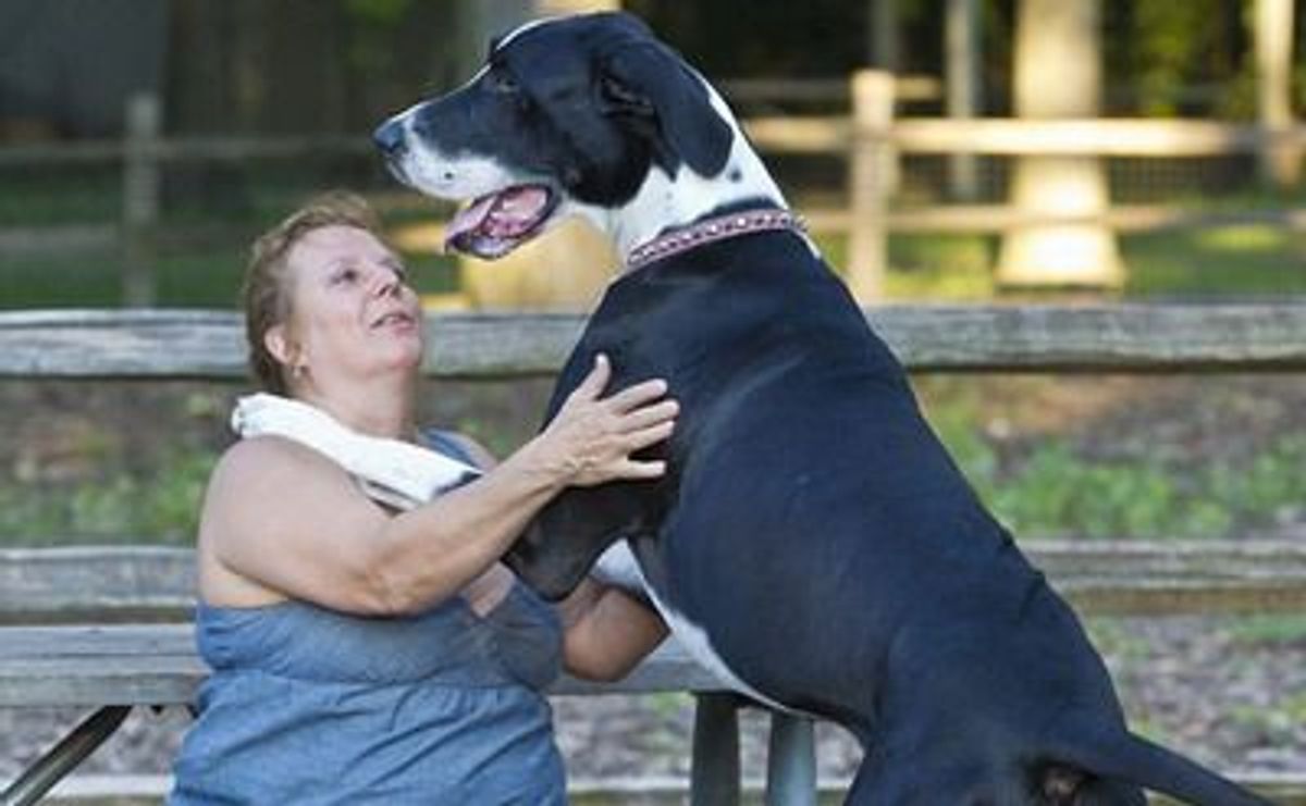 Iata cea mai mare catelusa din lume! Afla cat de mult mananca in ...