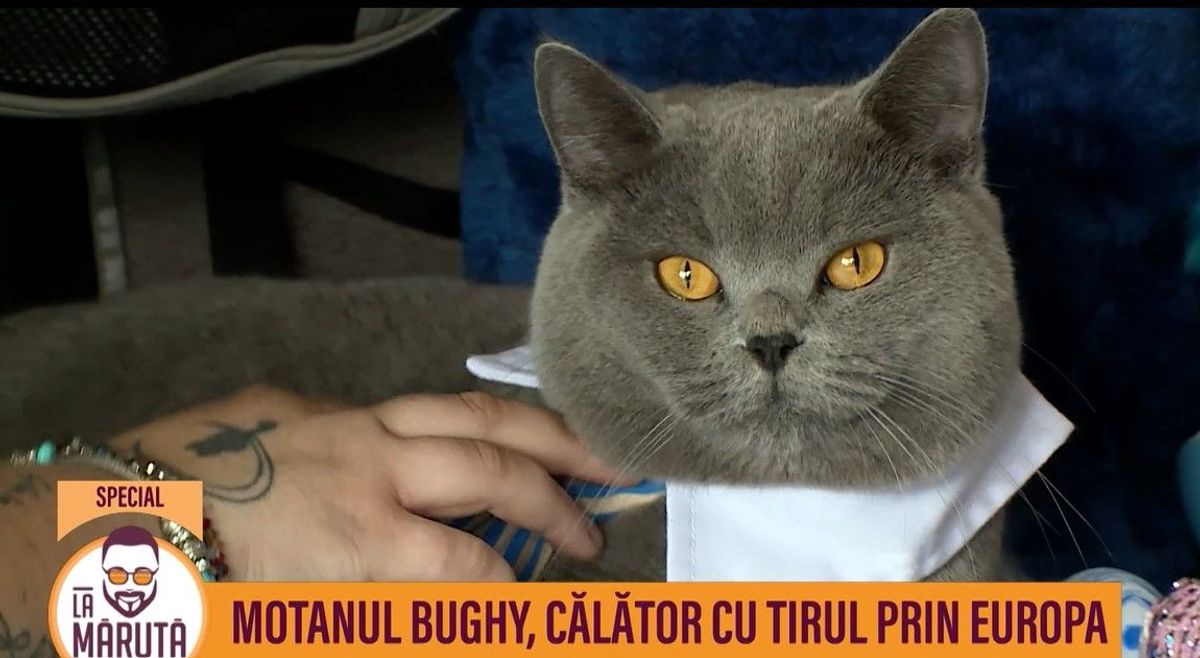 Bughy, cel mai viral motan de pe TikTok, plimbare cu tirul prin Europa | PRO TV