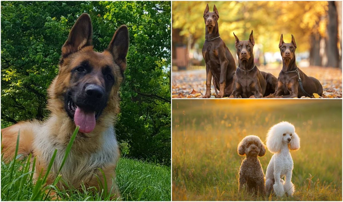 Top 5 cei mai inteligenți câini din lume. Cum să-ți alegi cel mai bun ...