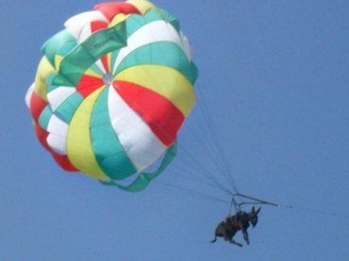 Magarul care a zburat asta vara cu parasuta, in Rusia, a murit! VIDEO ...
