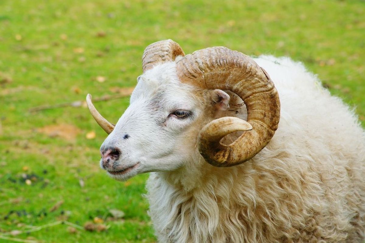 Un berbec a fost condamnat la trei ani de închisoare, după ce a omorât ...