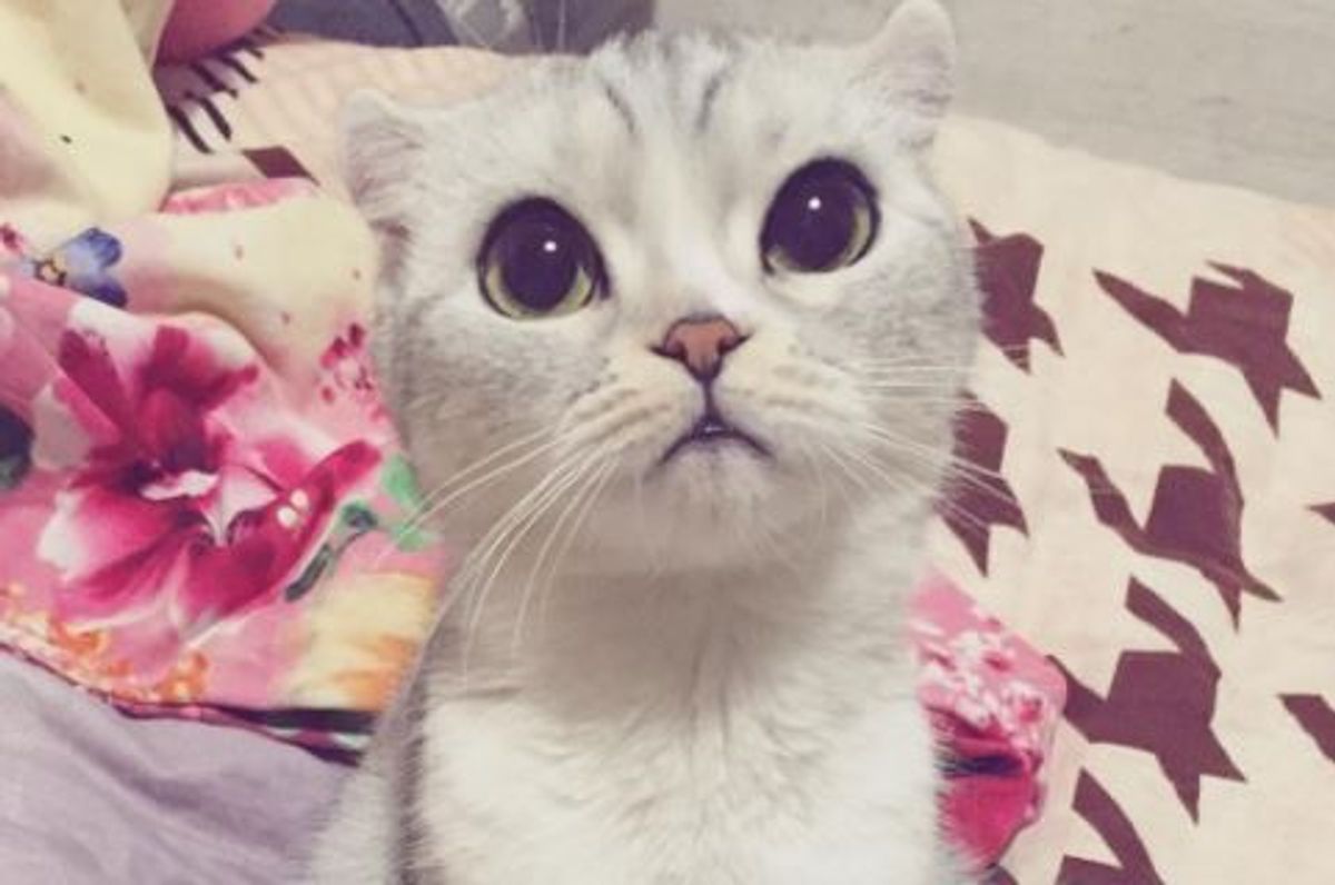 Dupa Grumpy Cat, o noua pisica face senzatie pe internet. Cum arata ...