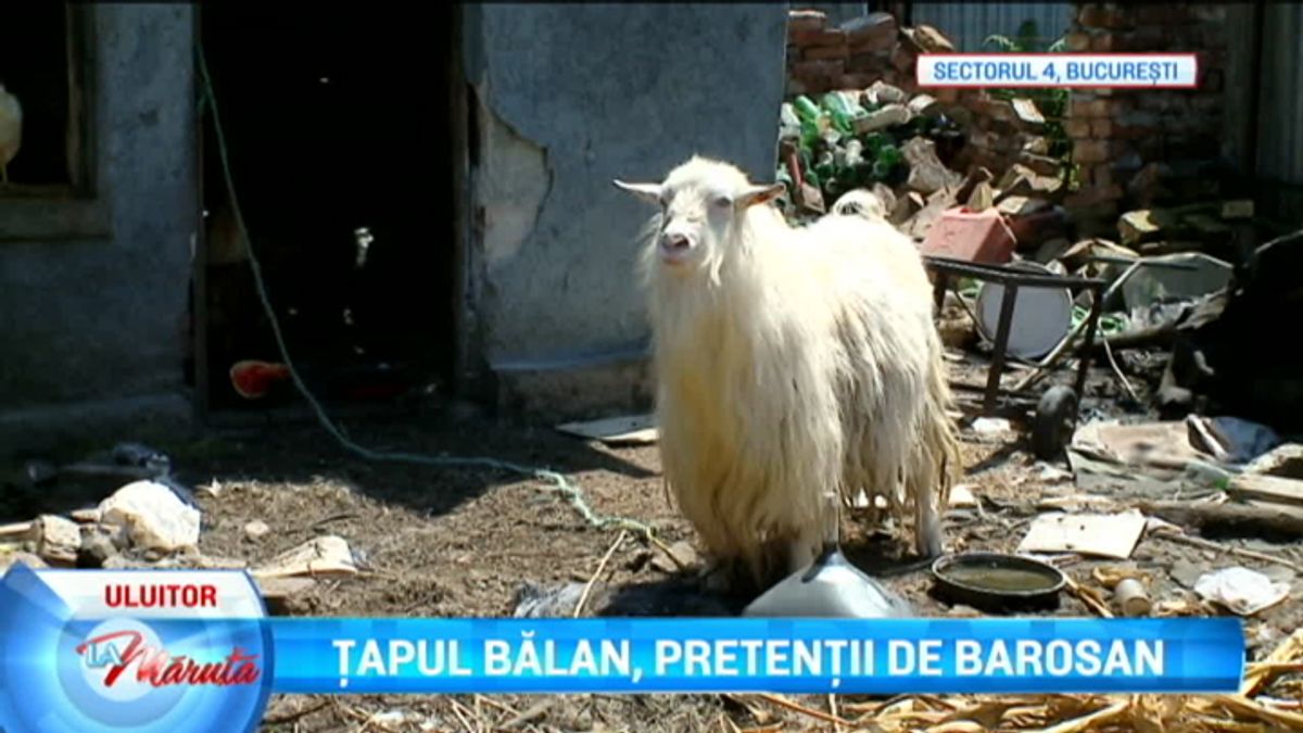 Tapul balan, pretentii de barosan | Scene si bonusuri din La Măruță ...