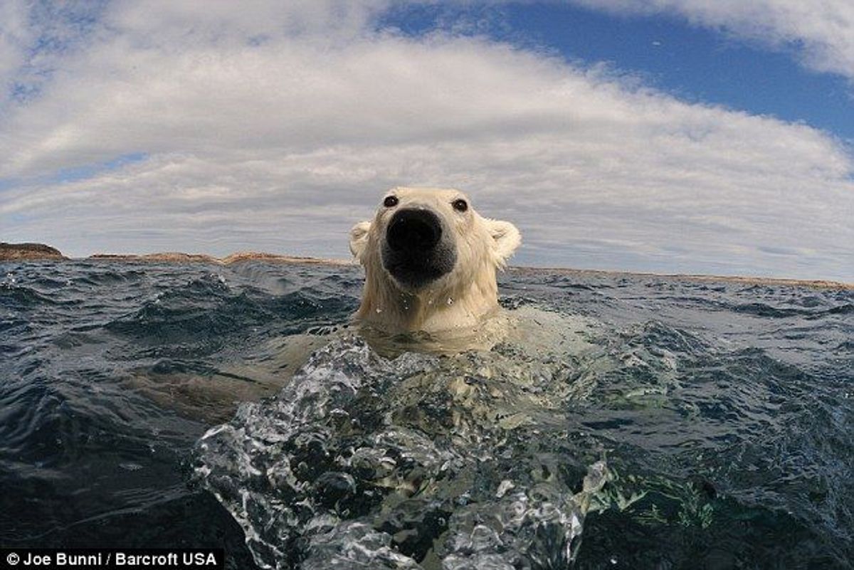 GALERIE FOTO A dat nas in nas cu un urs polar! In loc sa fuga, i-a ...