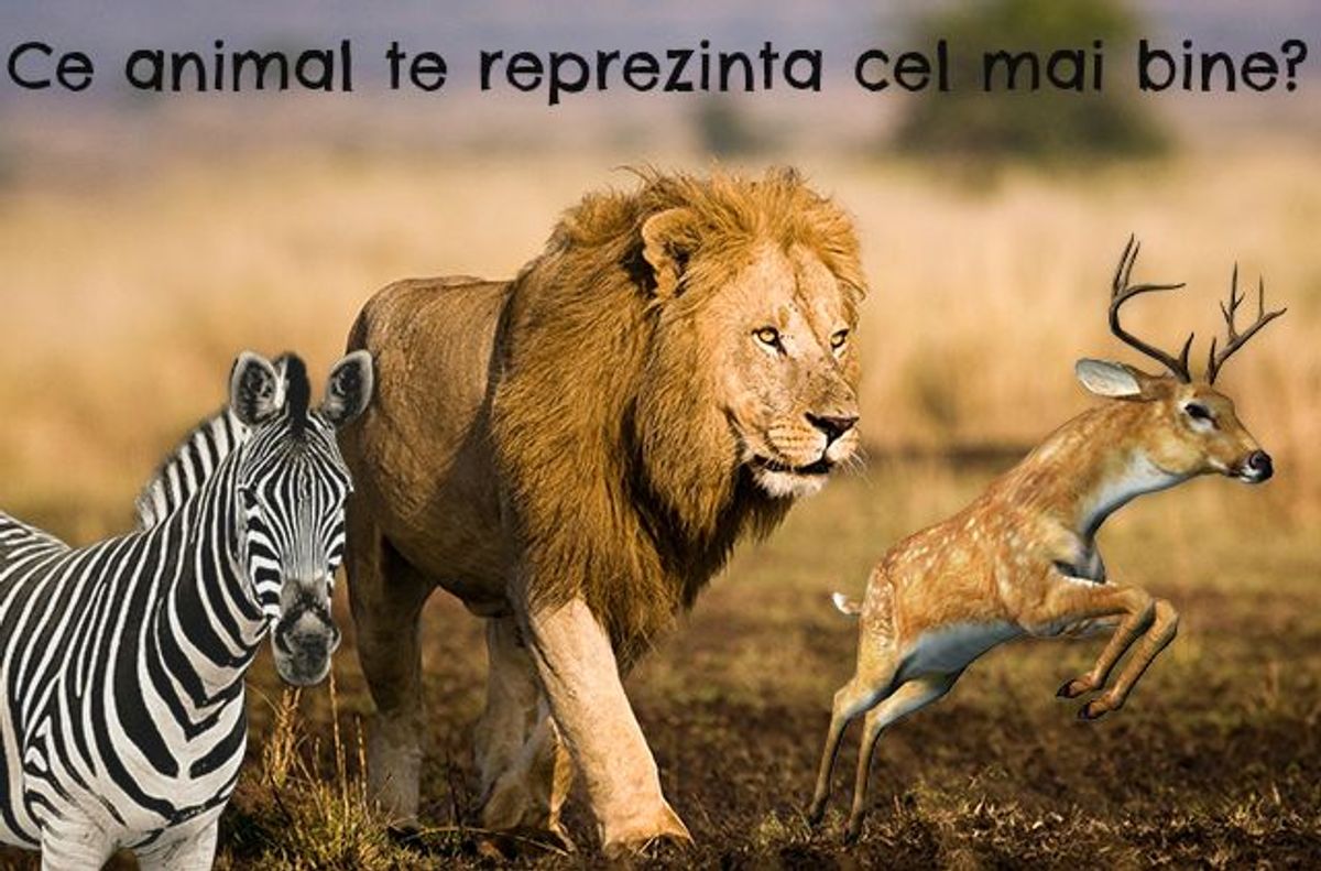 Ce animal te reprezinta cel mai bine? | PRO TV