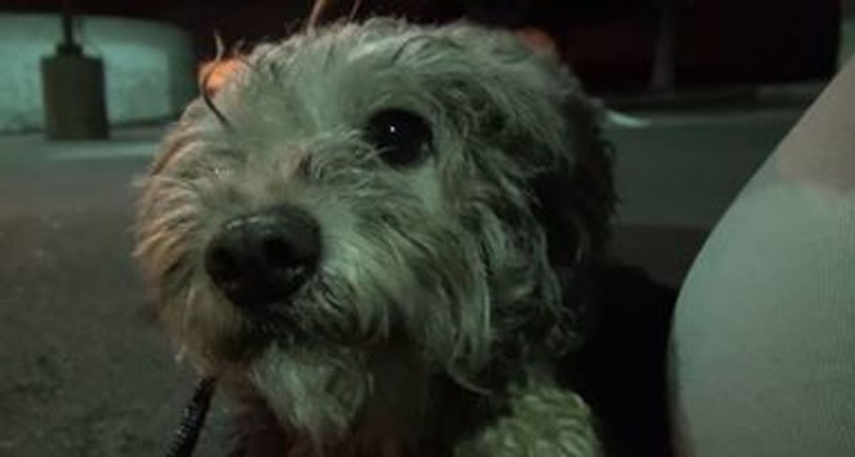 Un barbat s-a furisat in spatele unui catel fara stapan, dar putini se ...