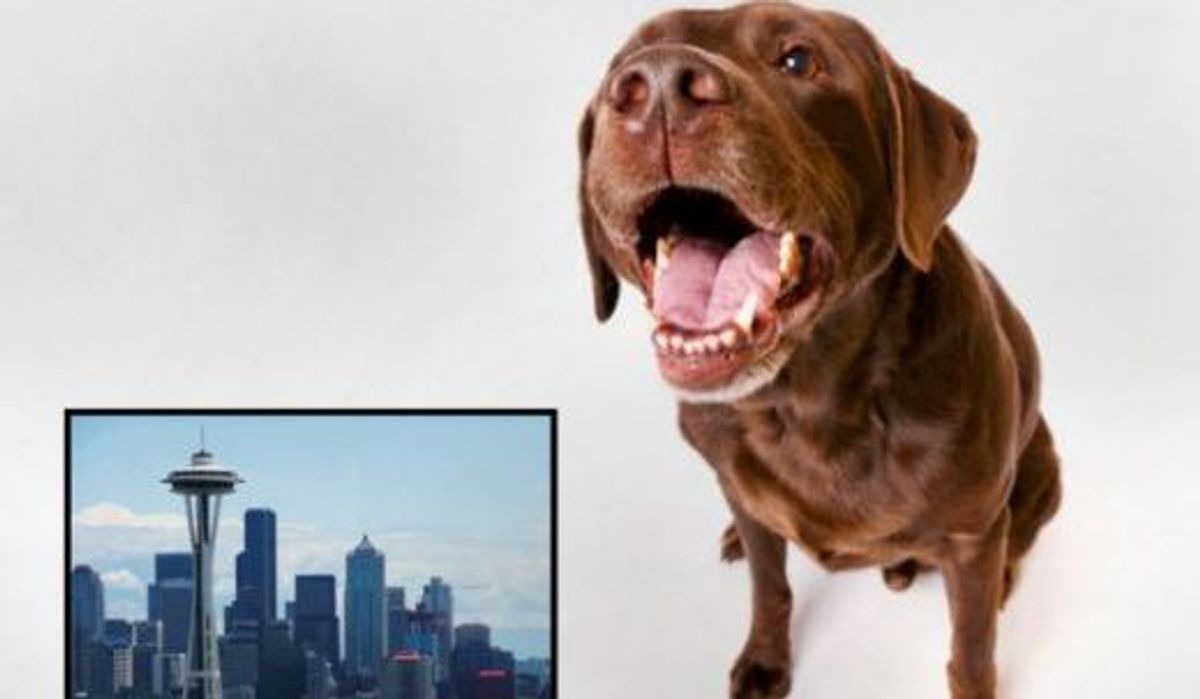 Si altii au probleme: 4.7 milioane de americani, muscati de caini in ...