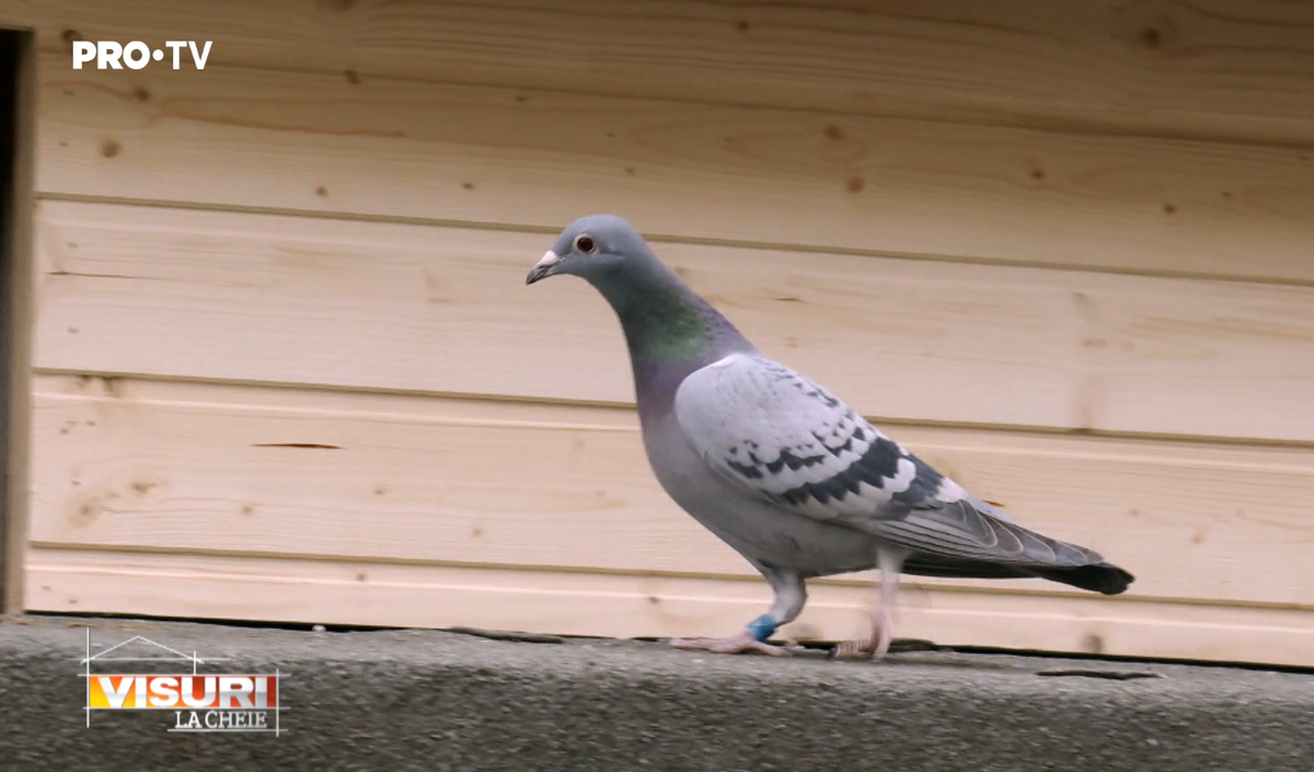VIDEO Porumbeii familiei Voicilaș au făcut pui și au nevoie de o casă ...