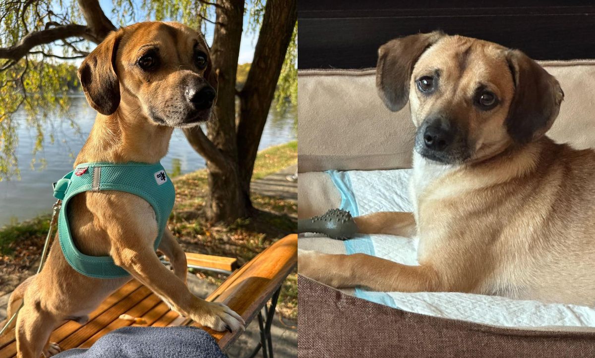 Patrocle a fost găsit și se îndreaptă spre casă! Prima imagine cu cel ...