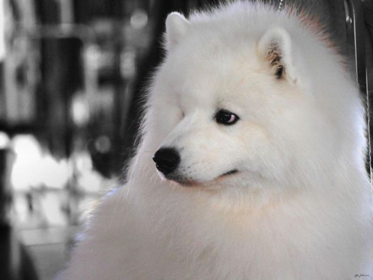 Abilitatile unui caine de a face operatii matematice sunt impresionante ...