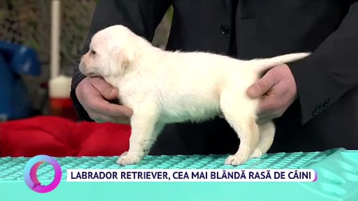 Labrador Retriever, cea mai blândă rasă de câini | Scene si bonusuri ...