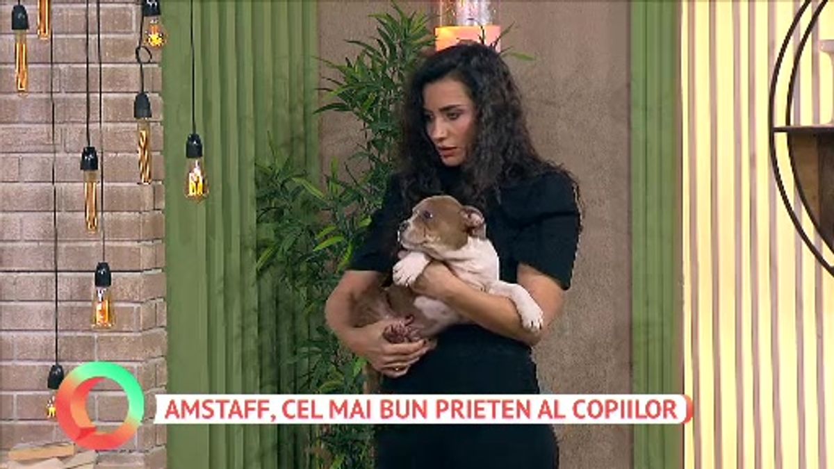 Amstaff, cel mai bun prieten al copiilor | Scene si bonusuri din ...