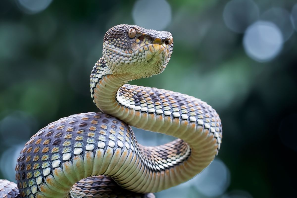 Județul din România în care riști să fii mușcat de vipere. Ai mare ...