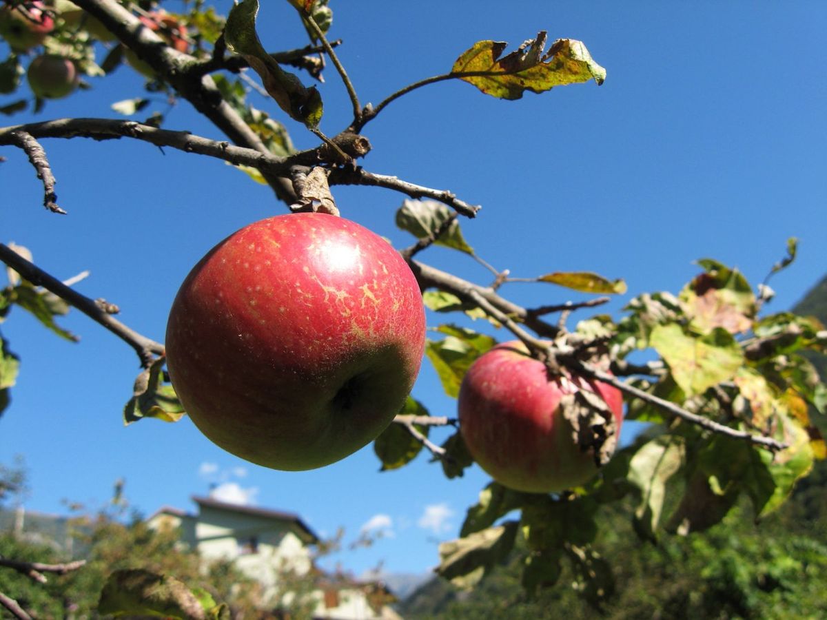 Merele romanesti, probabil cele mai bune mere din lume | PRO TV