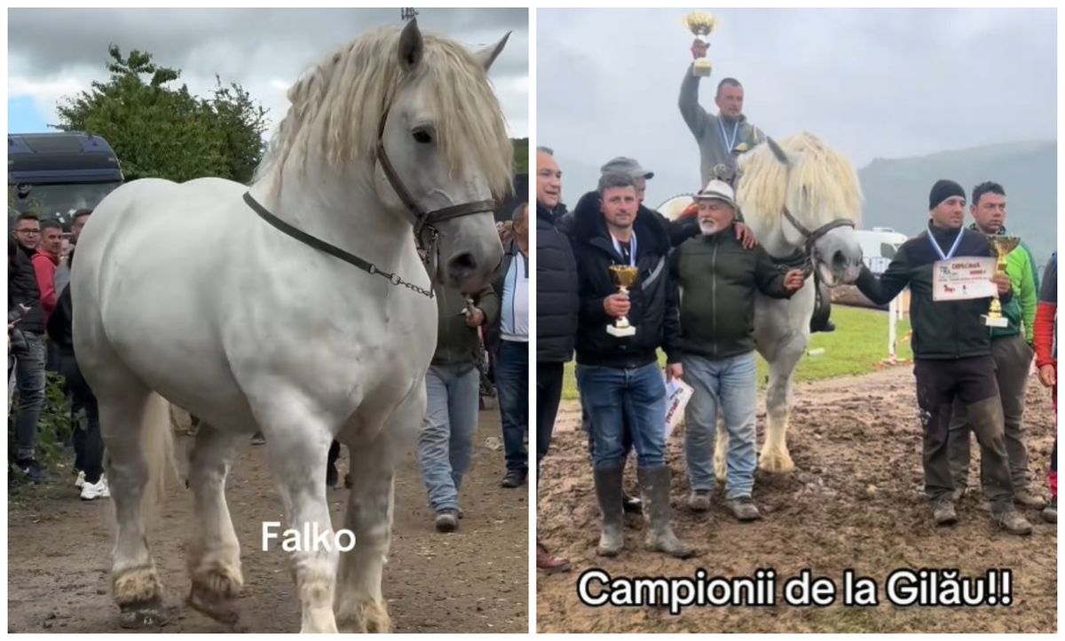 Ce spun oamenii despre proprietarul calului Falko. Autoritățile s-au ...