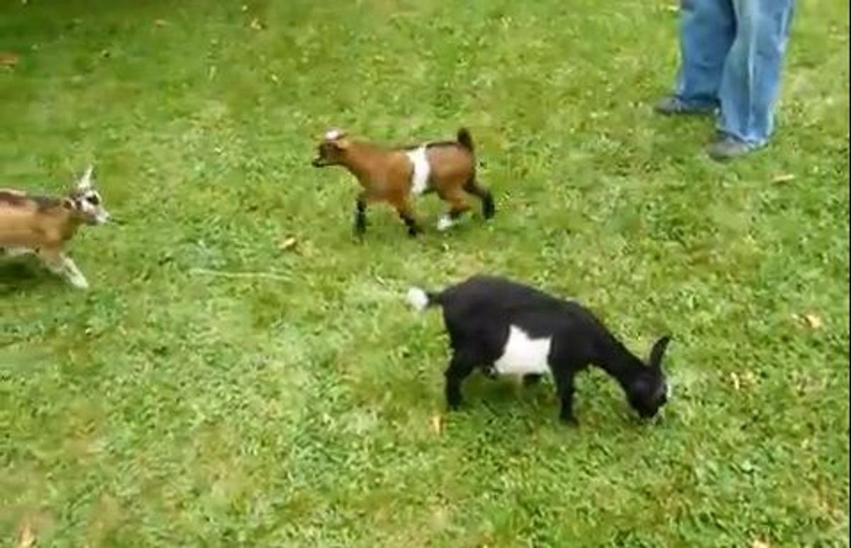 Caprita asta este mult prea "jucausa"! Uite cum se bate cu surorile ei ...