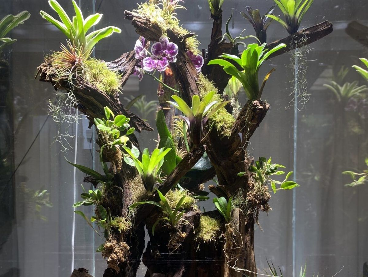 La Festivalul Brazilor de Crăciun s-a vândut un terarium cu plante exotice în valoare de 35.000 ...