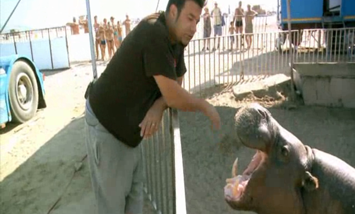 Hipopotamul, cel mai bun prieten al coregrafului. Edi Stancu l-a ...