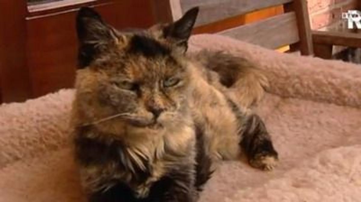 Ea este cea mai batrana pisica din lume! Cati ani crezi ca are? VIDEO ...