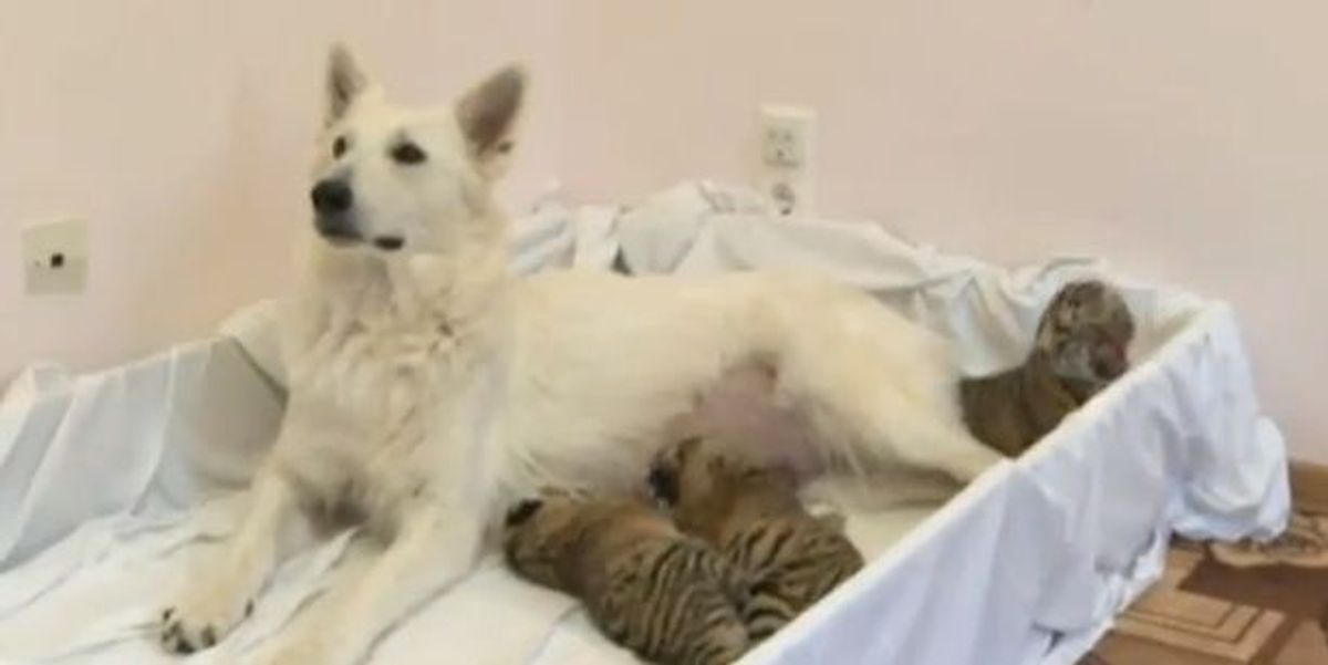 O catelusa din Rusia a adoptat trei pui de tigru. VIDEO | PRO TV