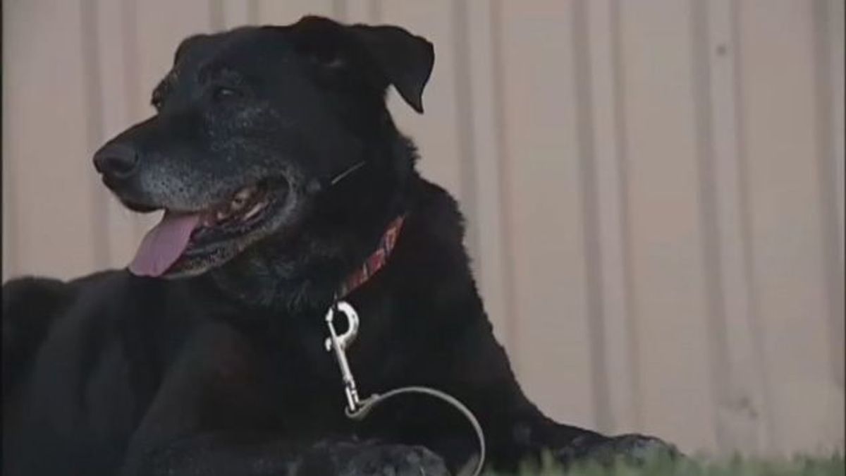 Un caine batran a mers 50 de kilometri pentru a se intoarce la stapanul ...