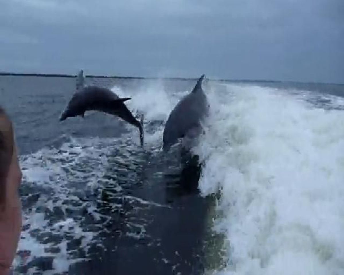 Doi delfini se lovesc in timp ce inoata dupa o barca! | PRO TV